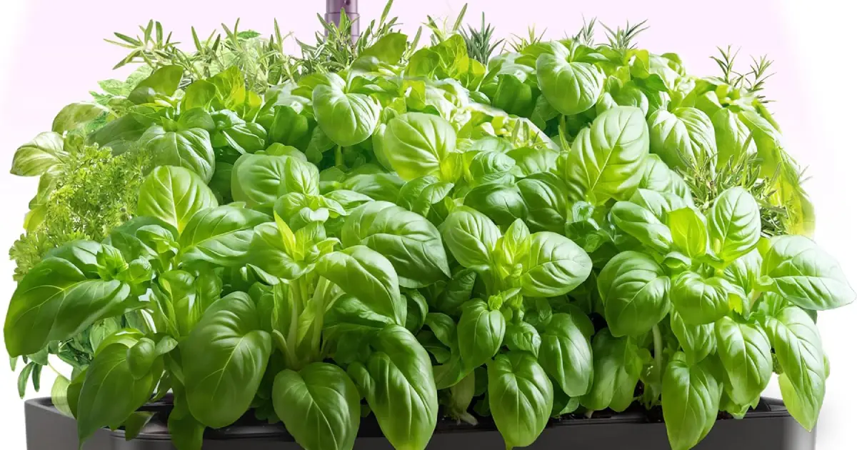 Kitchen Herbs - Kitchen Herb Garden